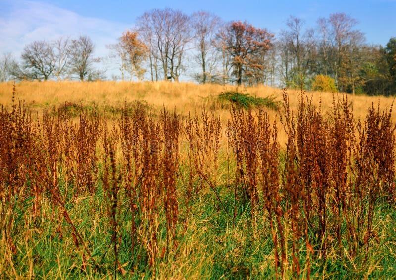 Fall Snapshot stock photo. Image of variations, scenic - 142952464