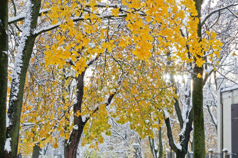 Fall and snow stock photo. Image of landscape, frozen - 80061590