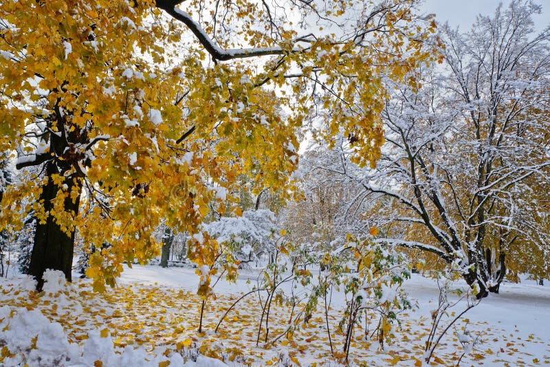 Fall and snow stock photo. Image of detail, orange, park - 80061698