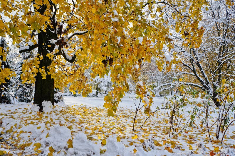 Fall and snow stock photo. Image of orange, green, landscape - 80061720