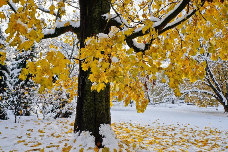 Fall and snow stock image. Image of branch, leaf, crystal - 80061727