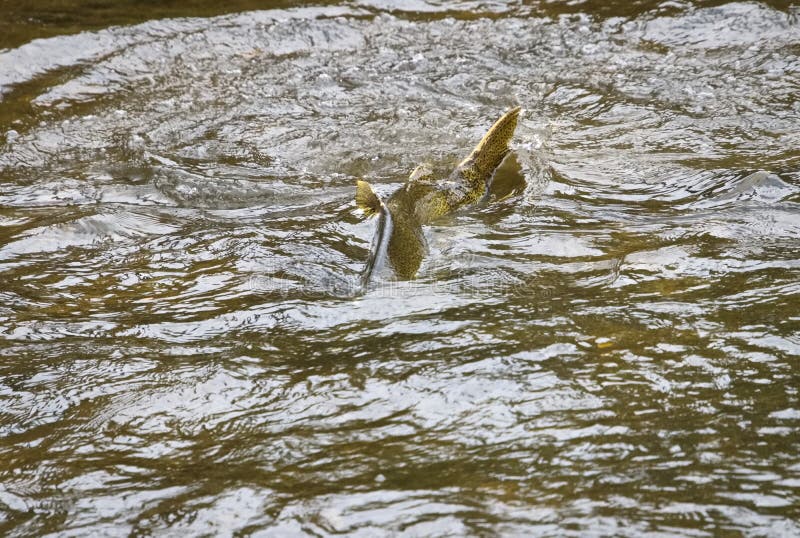 Large Fish Spawning in River Making a Splash Stock Image - Image of ...