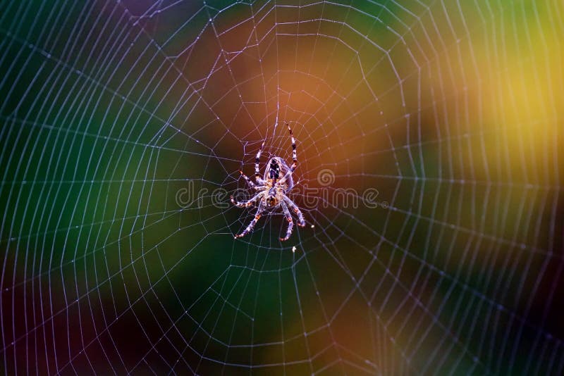 Fall spider web stock image. Image of seasons, pacific - 61156653