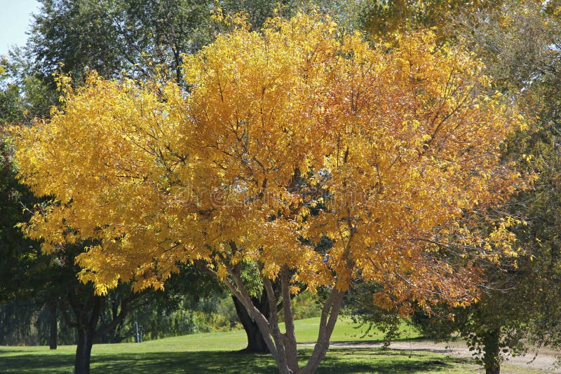 Fall Splendor stock image. Image of foliage, natural - 21676495