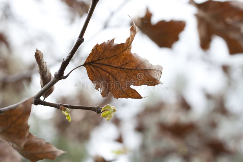 Fall and spring stock photo. Image of leaf, foliage, beautiful - 13664868