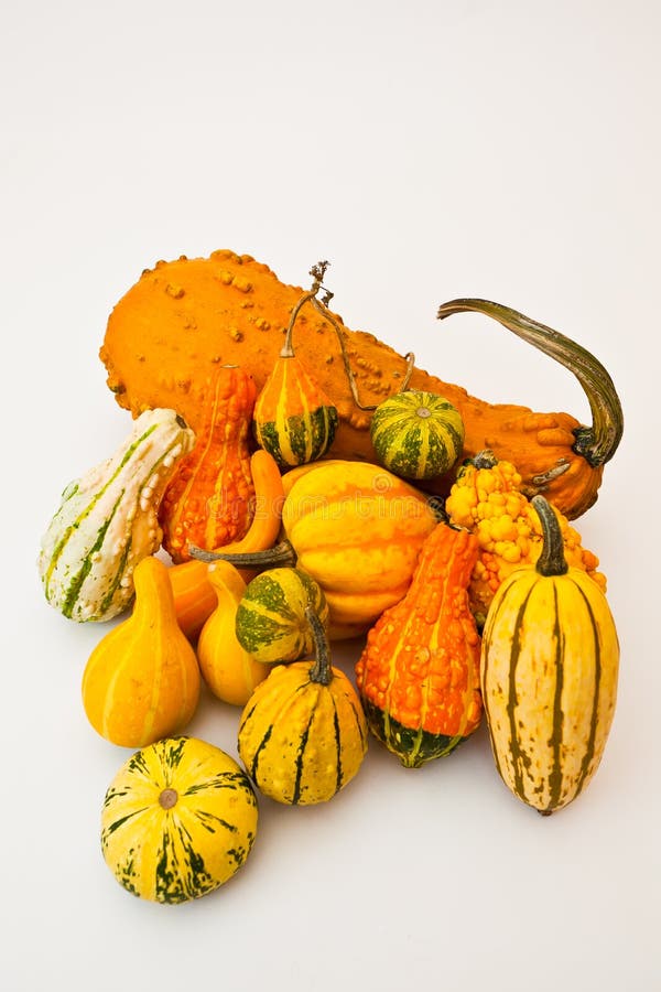 Fall Squash stock image. Image of garden, healthy, close - 16813705