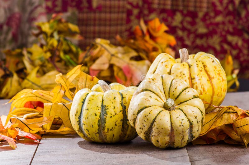 Fall Squash with Autumn Leaves Stock Image - Image of fresh, dieting ...