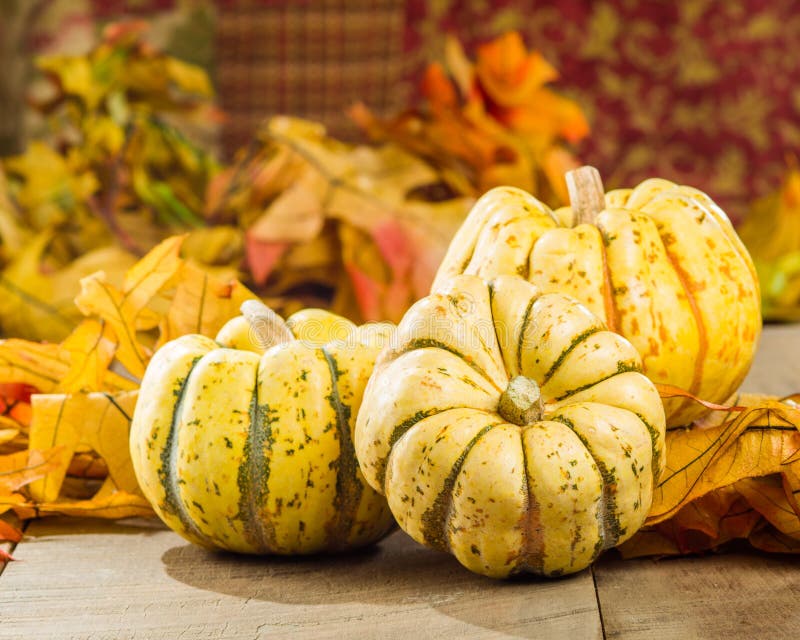 Fall Squash with Autumn Leaves Stock Image - Image of food, fresh: 47594625
