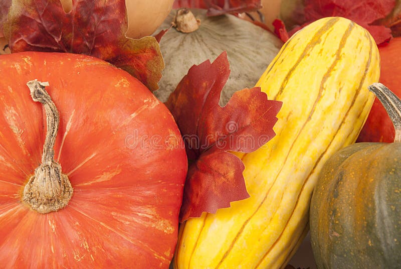Fall Squash Multi Color Close Up Thanksgiving Stock Image - Image of ...