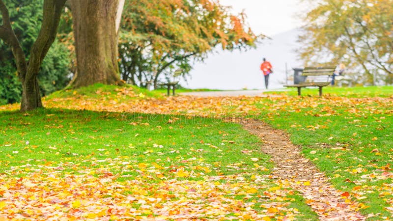 The Fall in Stanley Park, Vancouver. Stock Image - Image of stanley ...