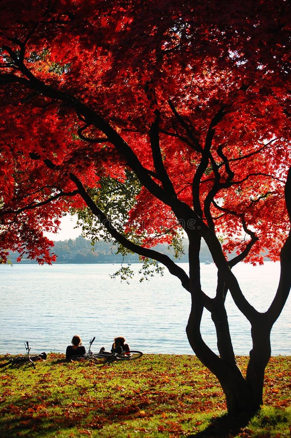 The Fall in Stanley Park, Vancouver. Stock Image - Image of stanley ...