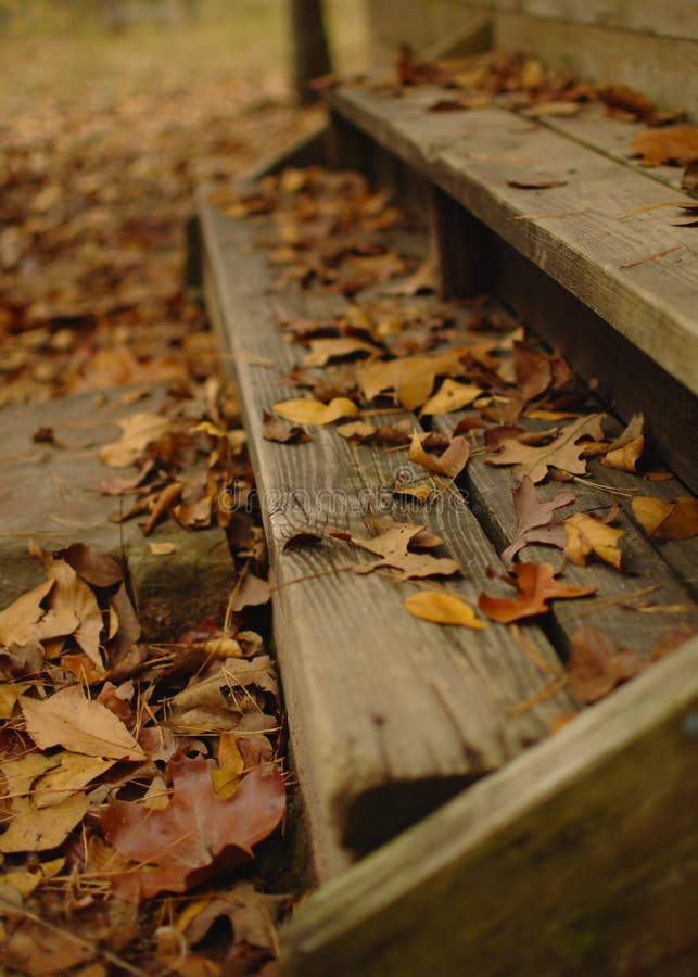 Fall Steps stock photo. Image of beautiful, leaves, lovely - 62940352