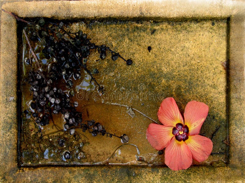 Fall still-life stock image. Image of cluster, pink, grief - 1206585