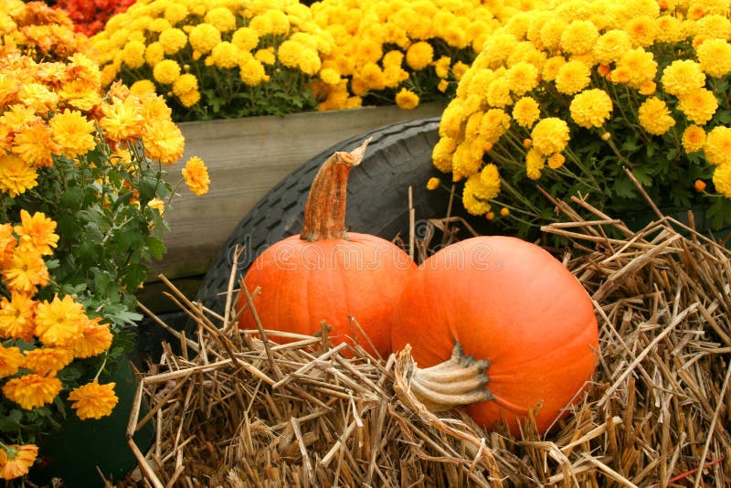 Fall Still Life stock photo. Image of autumn, fall, mums - 6873450