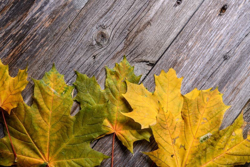 Fall-still Life with Yellow Maple Leaves Stock Photo - Image of nature ...