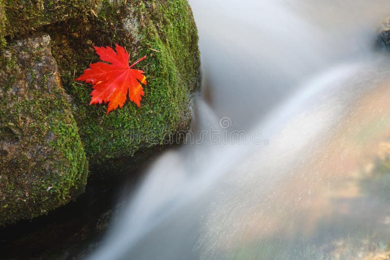 Fall stream 2 stock photo. Image of layered, canal, botany - 7701902