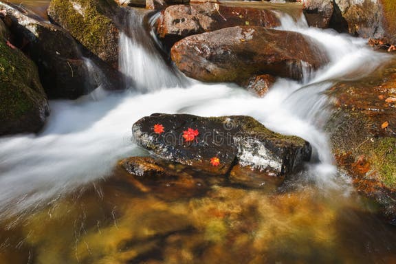 Fall stream 3 stock photo. Image of gardens, moisture - 7701908