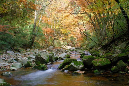 In the fall of the stream stock image. Image of forest - 6984339