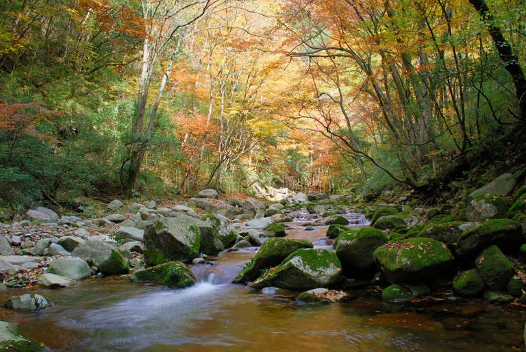 In the fall of the stream stock image. Image of forest - 6984339