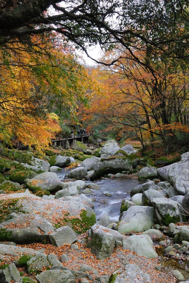 In the fall of the stream stock image. Image of cover - 7041649