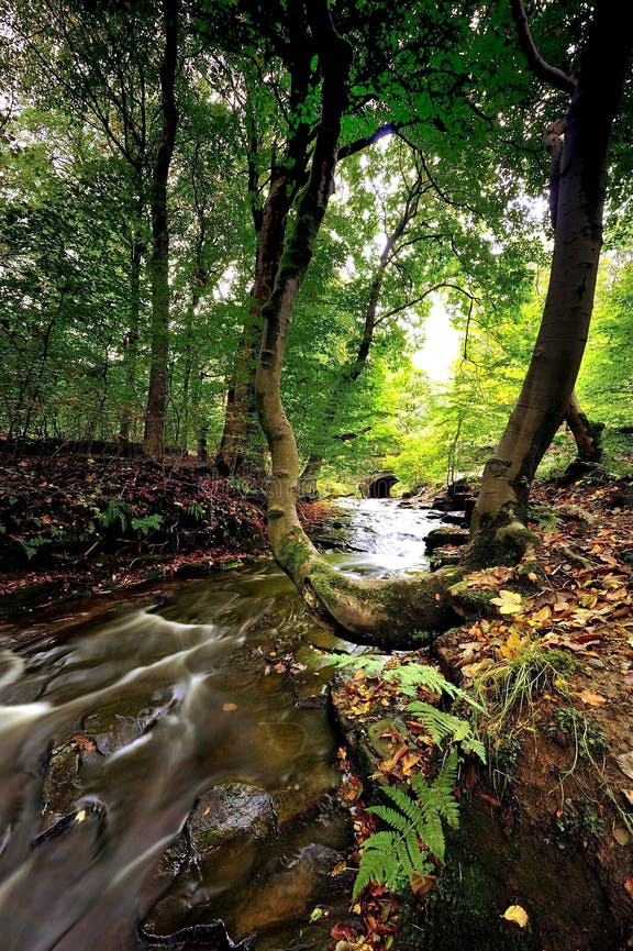 Fall Stream stock photo. Image of fallen, arch, countryside - 34345308