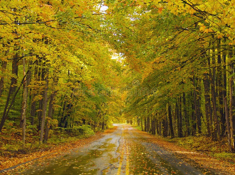 Fall Street in Michigan stock image. Image of foliage - 28959003