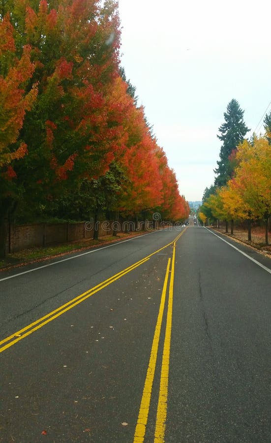 Fall Street stock image. Image of autumn, street, fall - 61937057