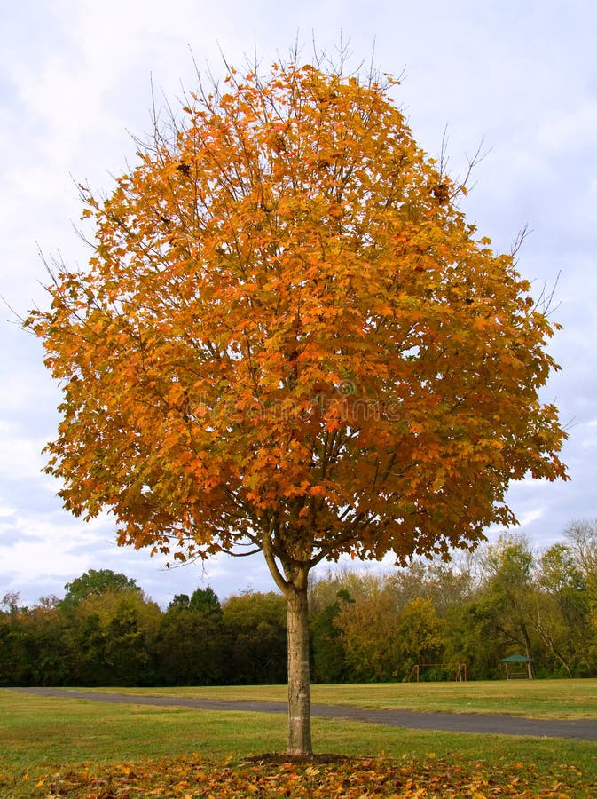 Sugar Maple trees stock image. Image of fresh, vein, autumn - 3488549