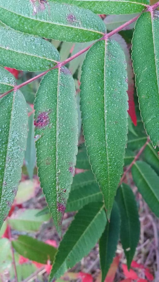 Fall Sumac leaves stock image. Image of plant, green - 160258629