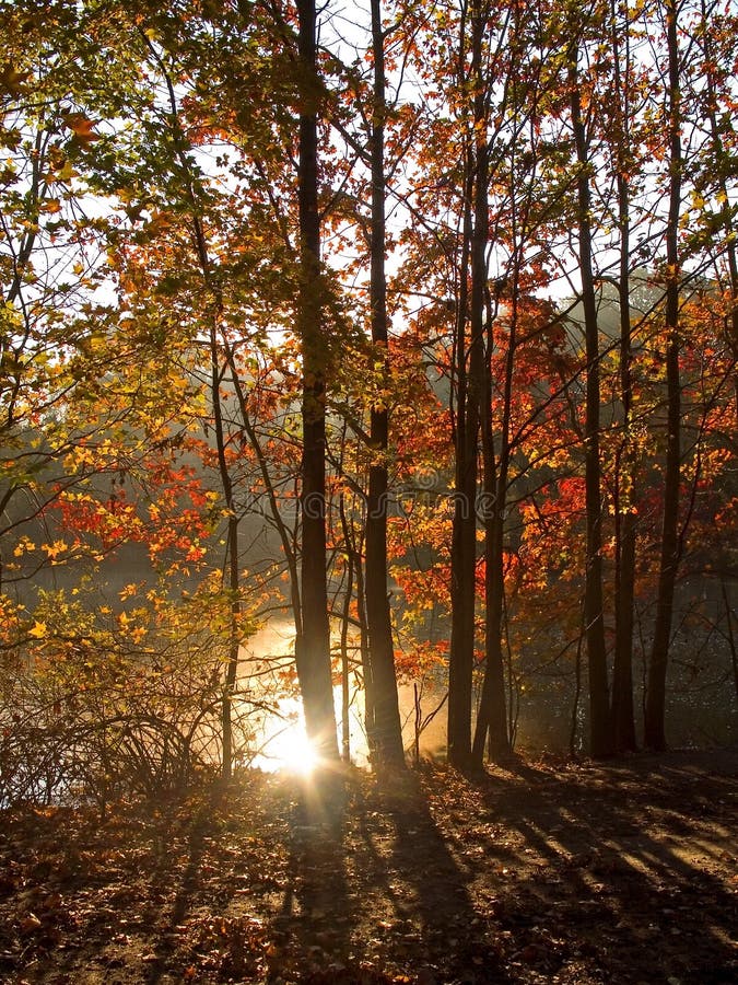 Fall Sun stock photo. Image of shine, trees, pond, fall - 2139106