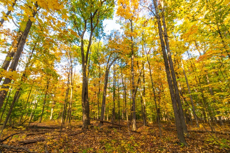 The Fall Sun Setting Off a Bonfire in the Forest with No Heat - Fall in ...