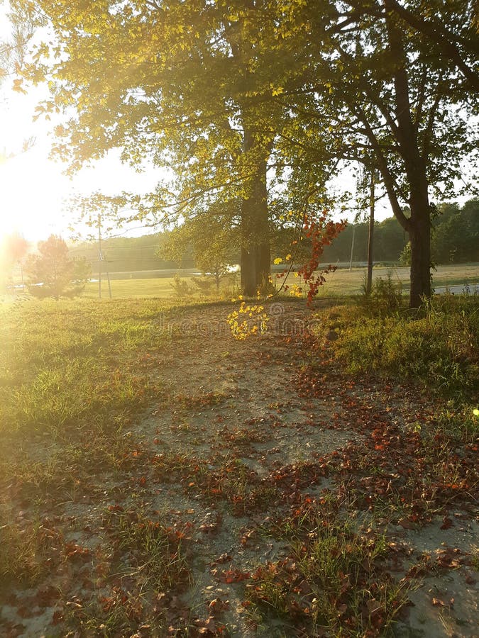 Fall Sun Trees Nature Leaves. Stock Photo - Image of leaves, trees ...