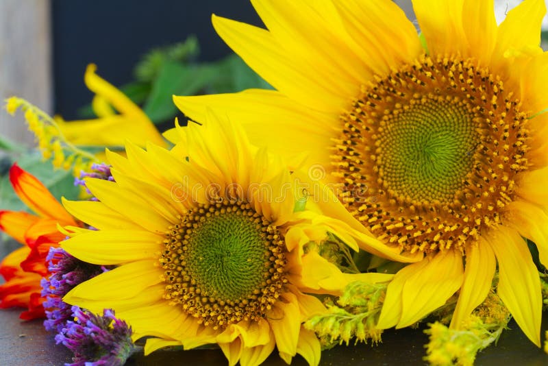 Fall sunflowers stock image. Image of colourful, colorful - 57227367