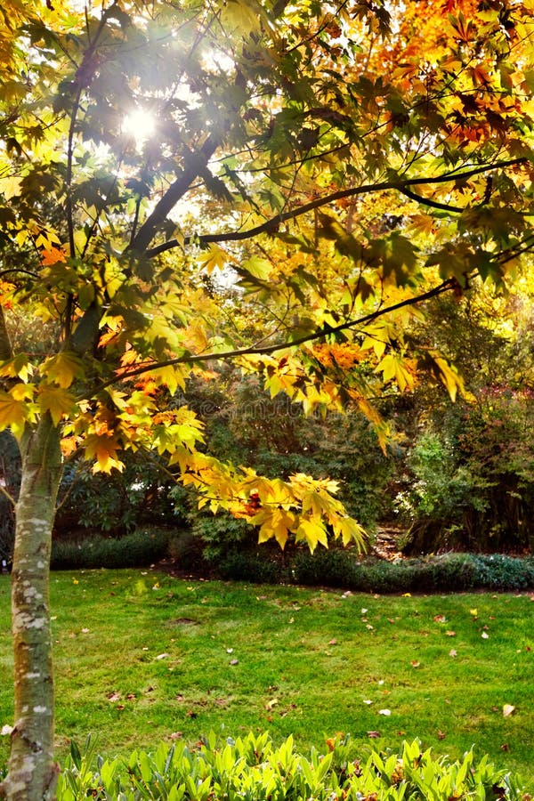 Fall sunlit tree stock image. Image of fall, lawn, leaves - 21458163