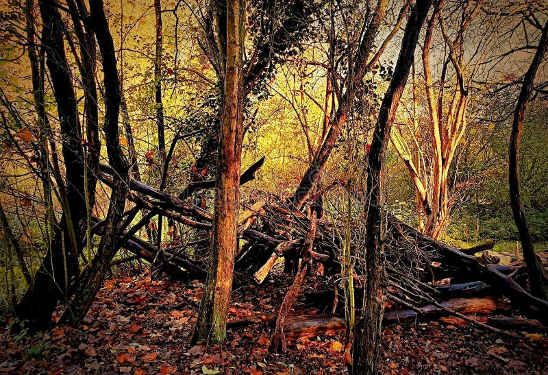 Fall Sunlit Trees with Red Grass Over Stock Photo - Image of grass ...