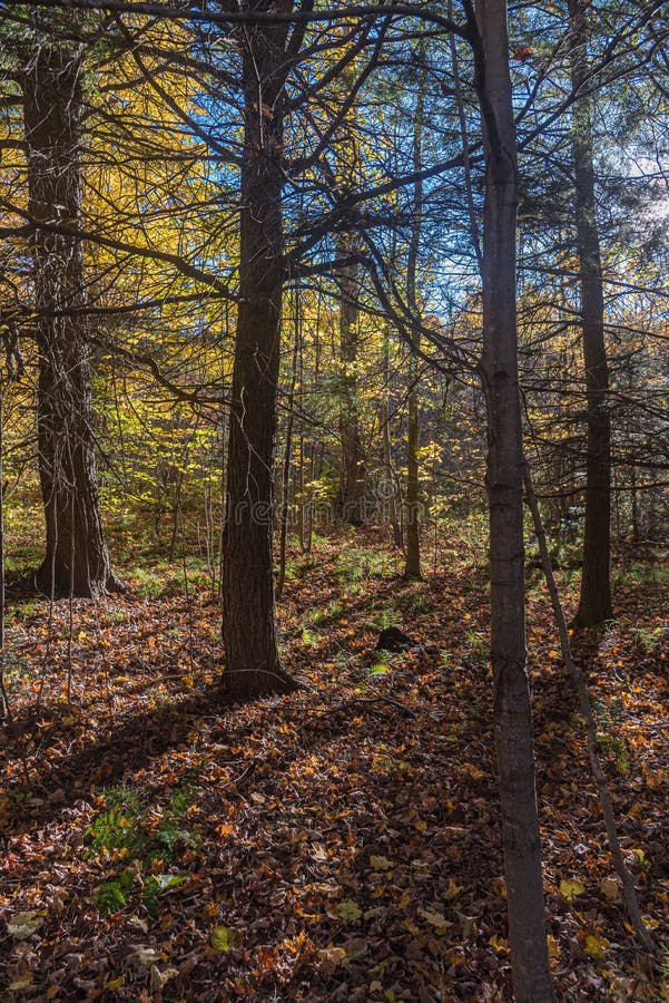 Fall sunny forest stock image. Image of leaves, fall - 260659779