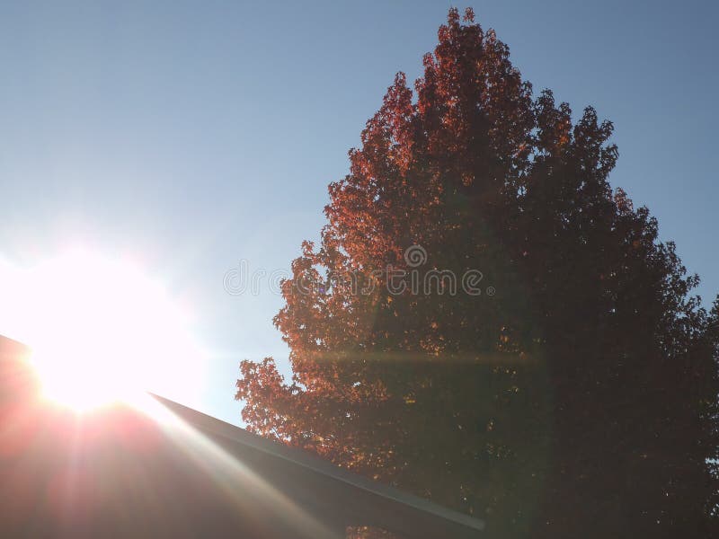 Fall Sunset Scenery of Bright Sun`s Rays and Brown Tree Stock Image ...