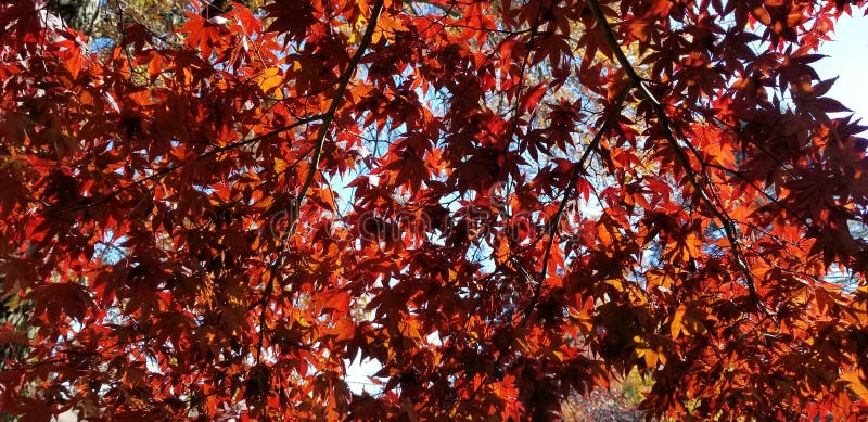 Fall Sunshine stock image. Image of sunshine, leaves - 130723781