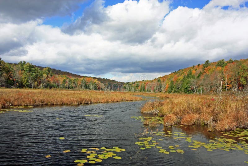 Fall Swamp stock photo. Image of lillies, plants, land - 12140686