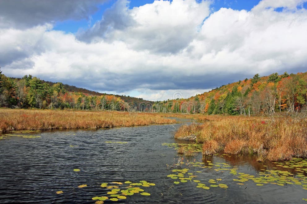 Fall Swamp stock photo. Image of lillies, plants, land - 12140686