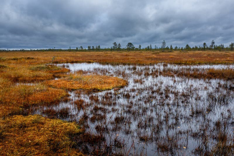 Fall on the swamp stock photo. Image of water, landscape - 77952602