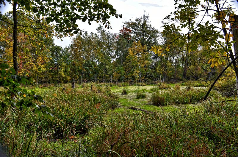 Fall swamp stock photo. Image of downed, fall, trees - 44926130