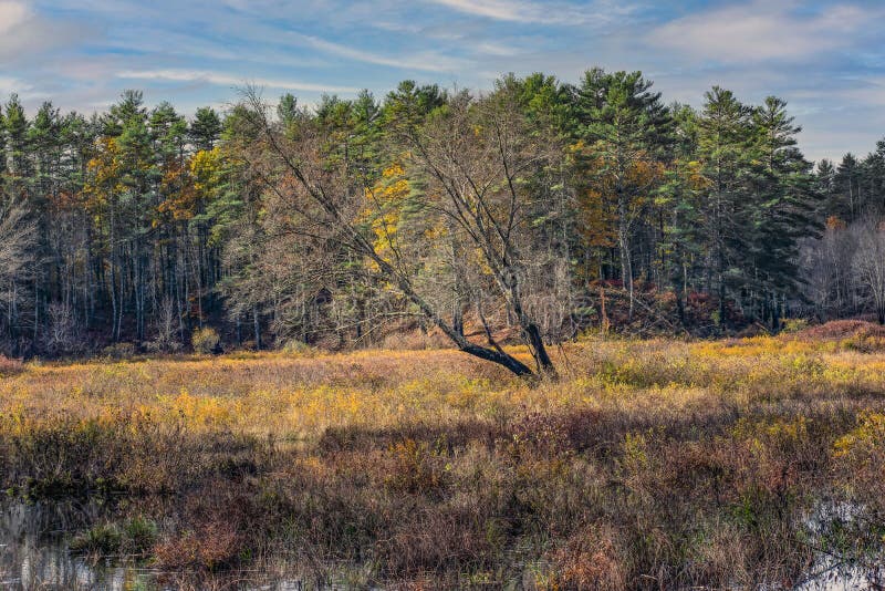 Fall at the swamps edge stock image. Image of nature - 235897067