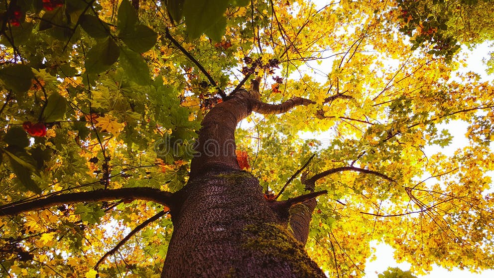 Fall tall maple tree stock photo. Image of tall, tree - 78415416