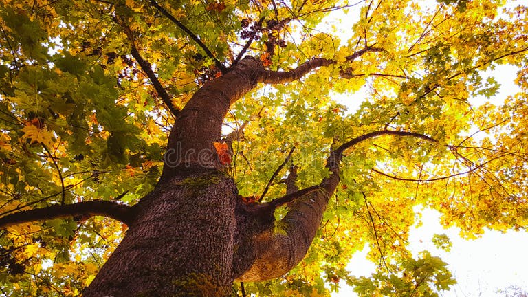 Fall tall maple tree stock photo. Image of tree, color - 78415520