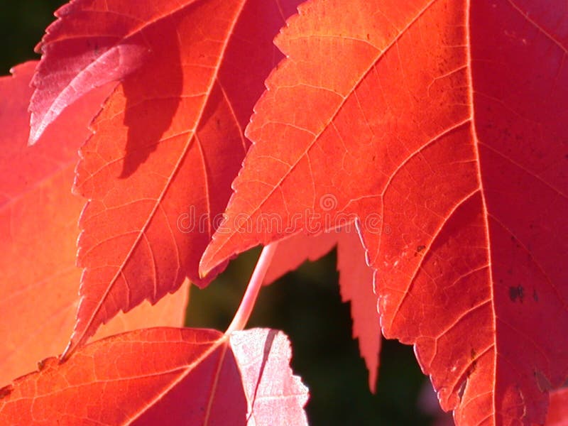 Fall texture 1 stock image. Image of fall, color, profile - 4705787