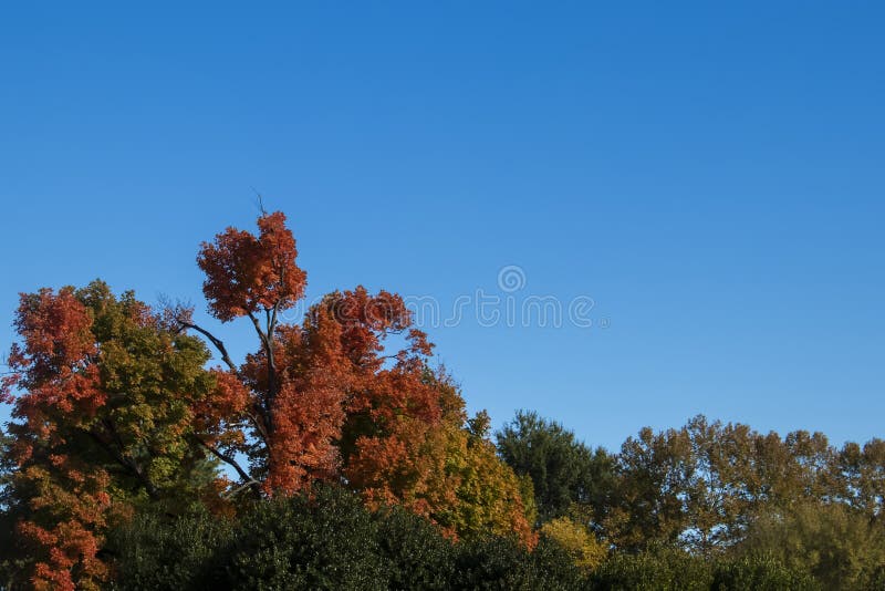 Fall Theme Background -Bright Multi-colored Autumn Trees Against a Very ...