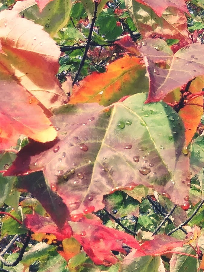 Fall time colors stock photo. Image of fall, maple, leaf - 159385036