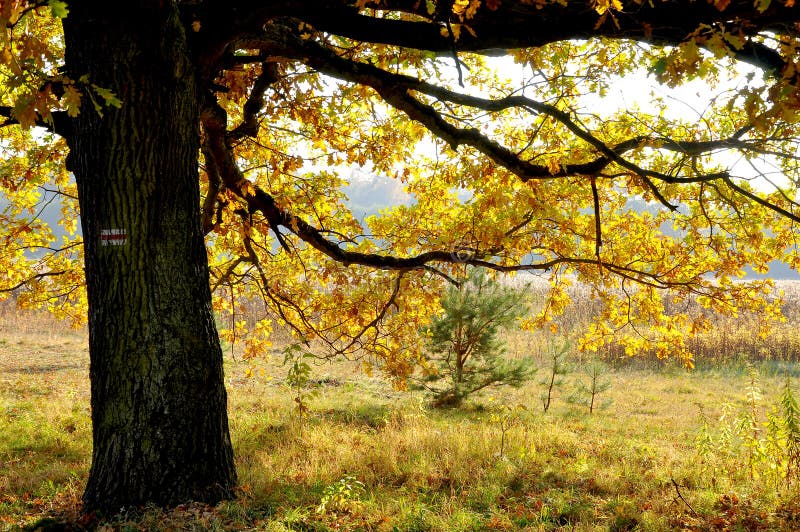 Fall Time, Fields, Rural Landscape Stock Photo - Image of country ...