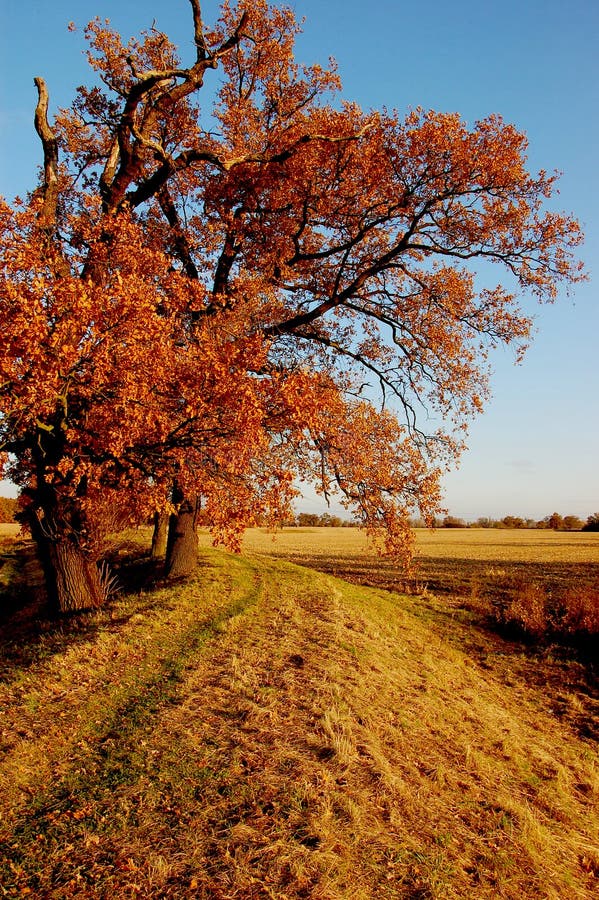 Fall Time, Fields, Rural Landscape Stock Photo - Image of grass, middle ...